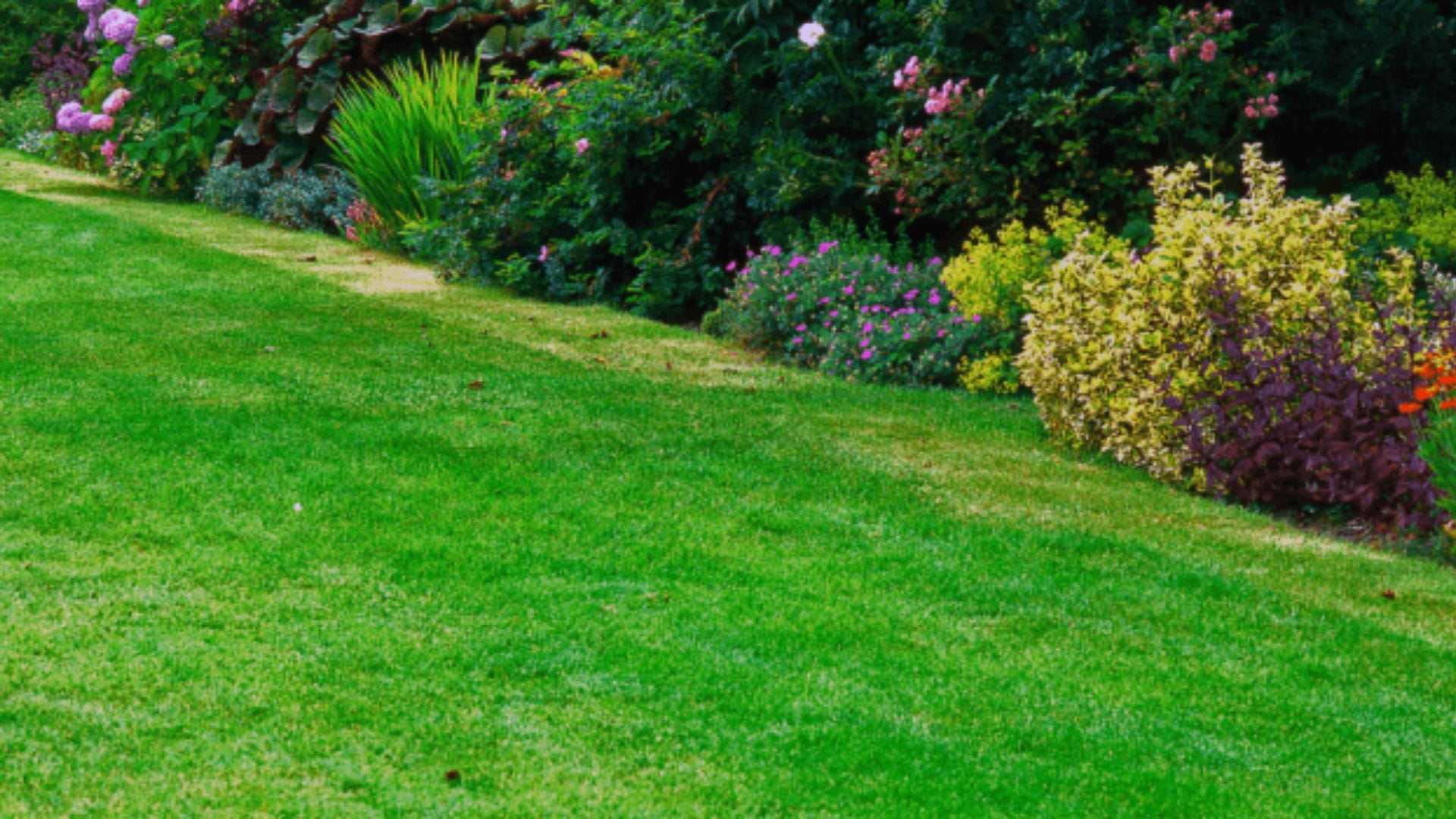 Lawn Renovation: When and Why Your Lawn Needs a Makeover - Fox Mowing ACT