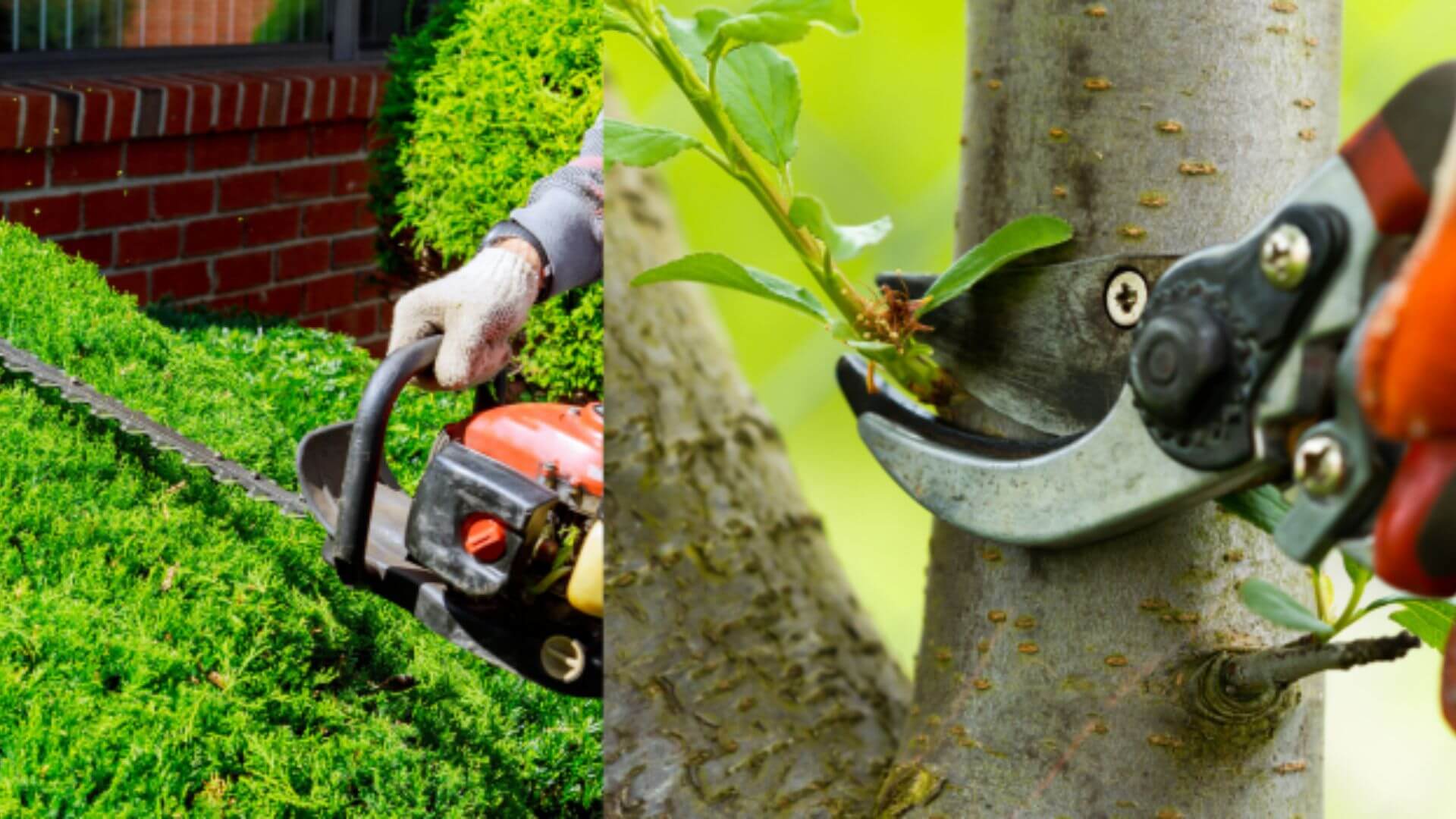 Hedging vs. Pruning: Key Differences and Best Practices for a Healthy ...